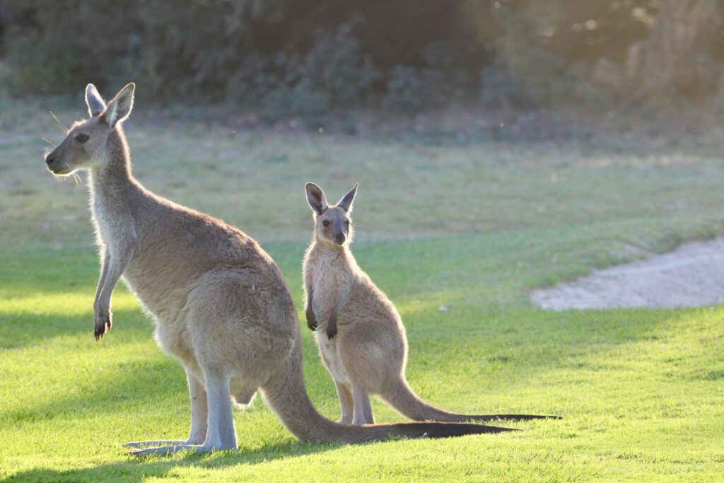 Explore The Best Of Australia: Top 15 Nature & Adventure Destinations ...