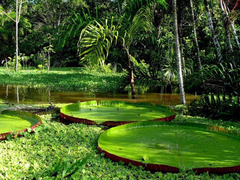 Amazon Rainforest: Safari Adventures In The World’s Largest Jungle ...