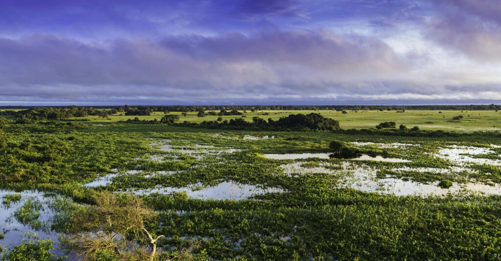 Pantanal, Brazil: Wildlife Safari In The World’s Largest Wetland ...