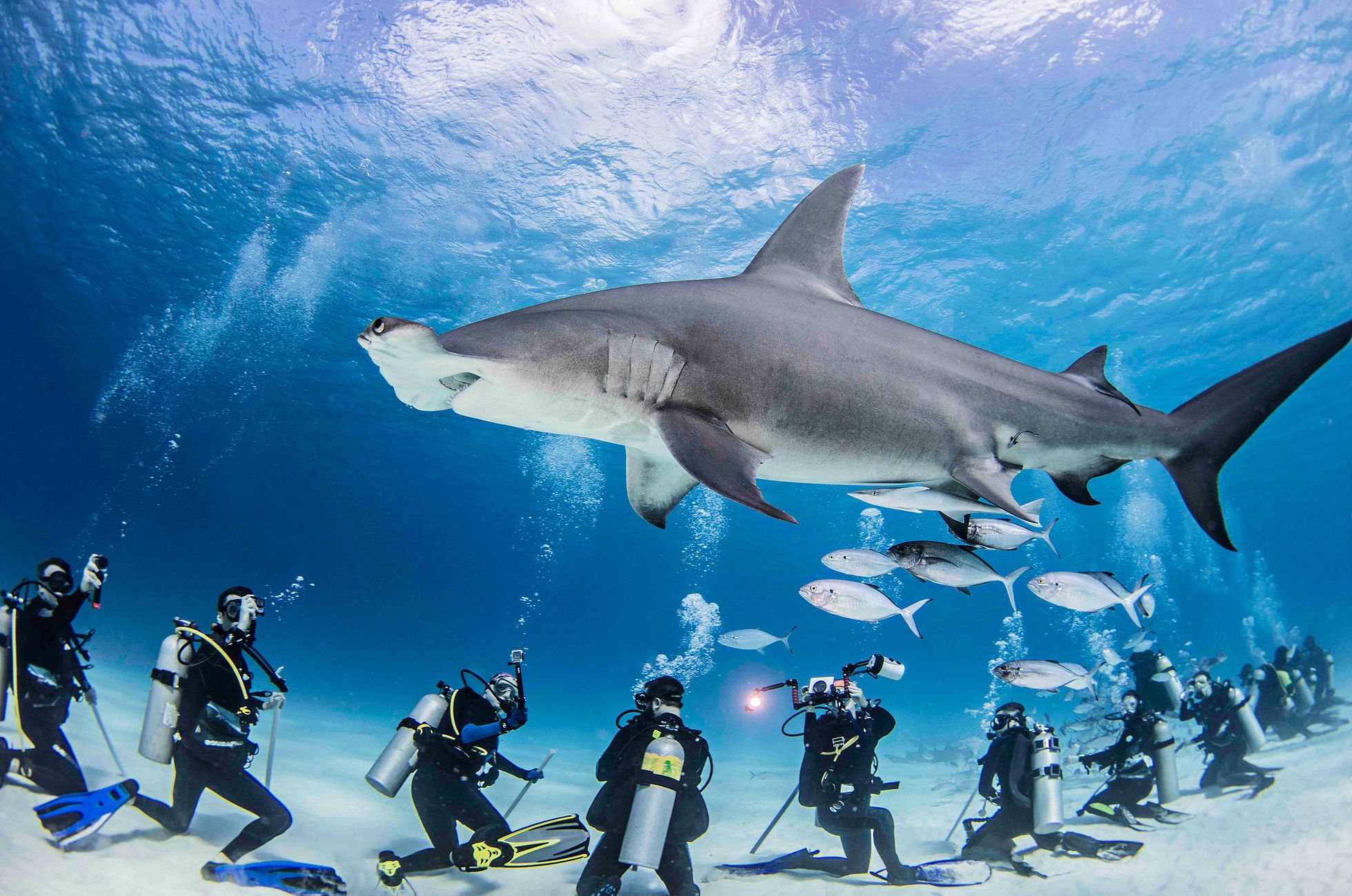 🦈 Elphinstone Reef: Dive With Hammerhead Sharks & Large Pelagic Fish ...